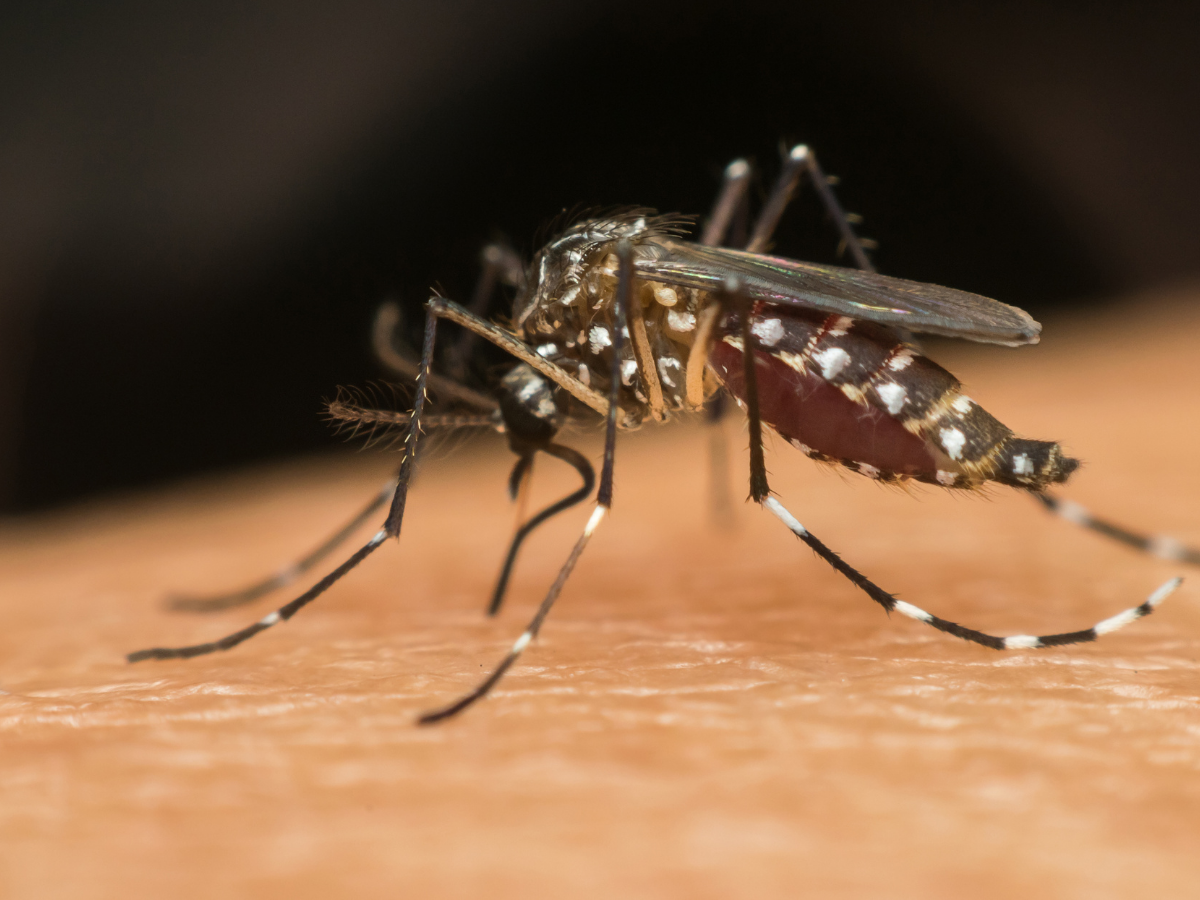 Invasive Aedes Mosquitoes in San Diego: What’s Attracting Them to Your ...