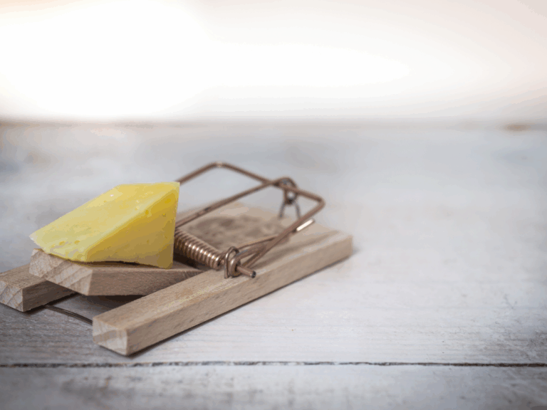 A Complete Guide to Rodent-Proofing Older San Diego Homes - Rodent Control